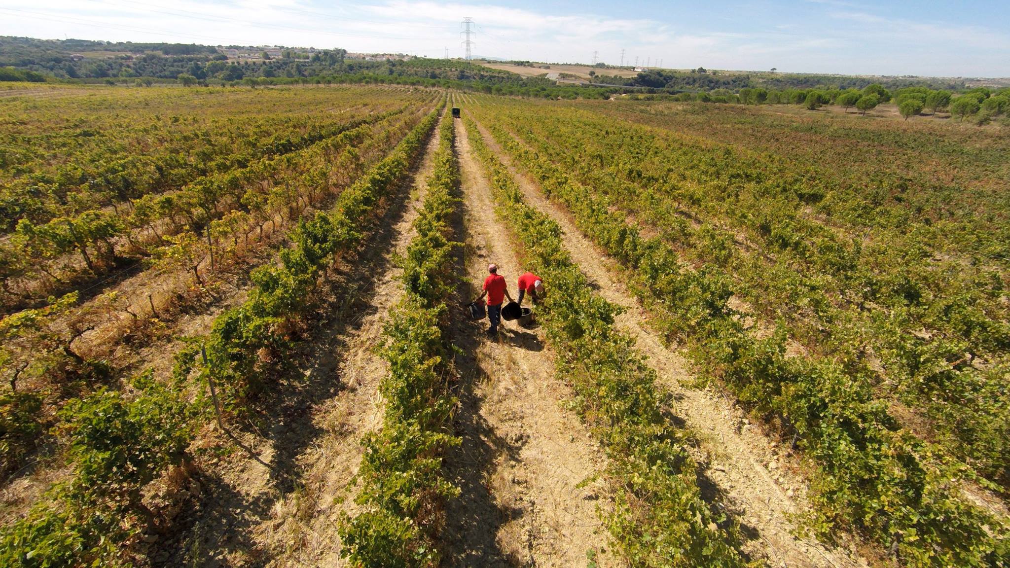 Quinta da Ribeirinha - Visite Santarém